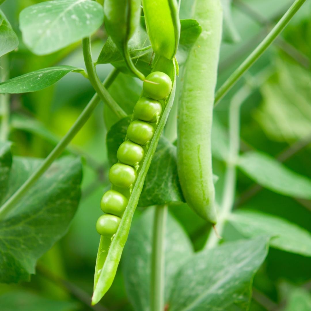 Free Guide: Four Easy Veggies You Can Grow